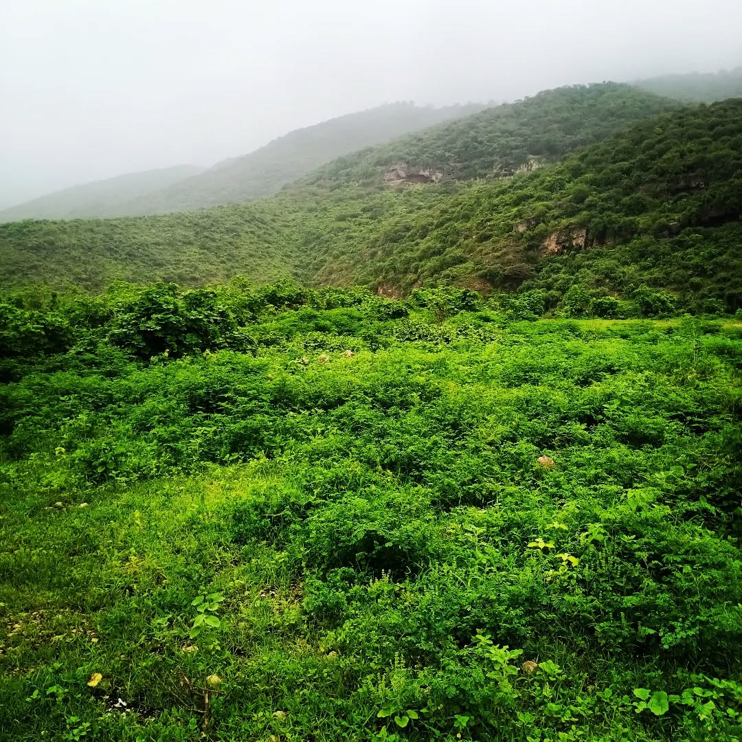 Hauf Nature Reserve: A Journey to the Magical Tropical Forest in Yemen